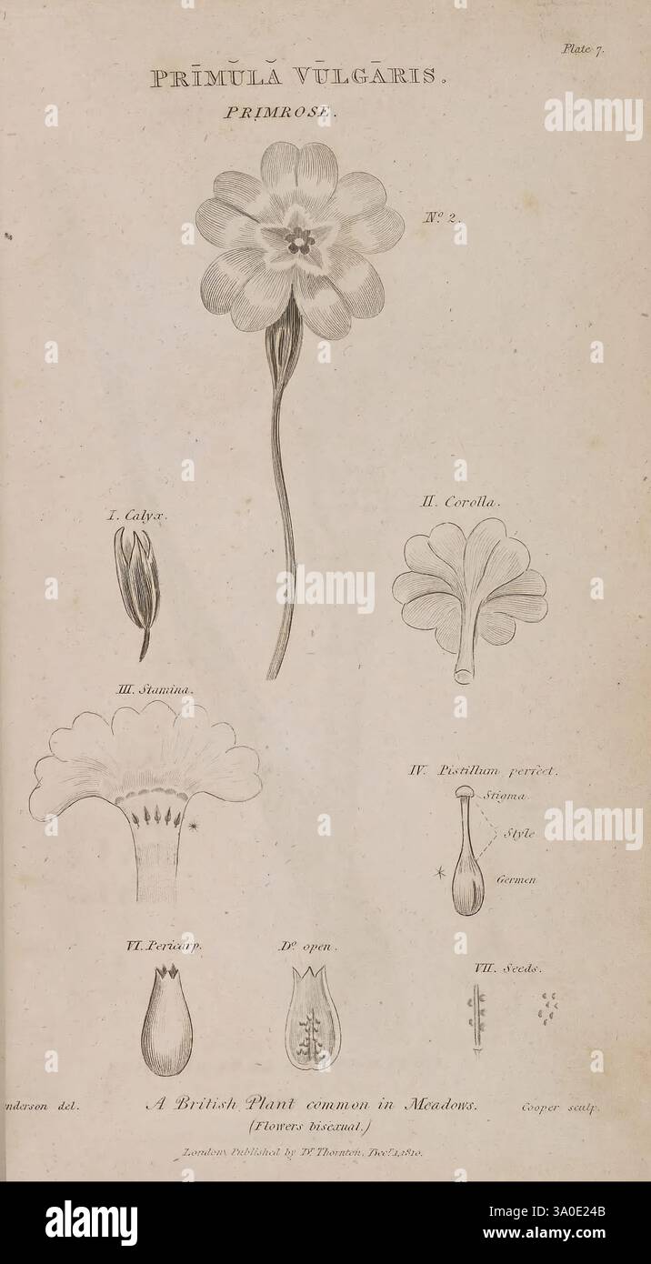 Composition features detailed depictions of various parts hi-res stock ...