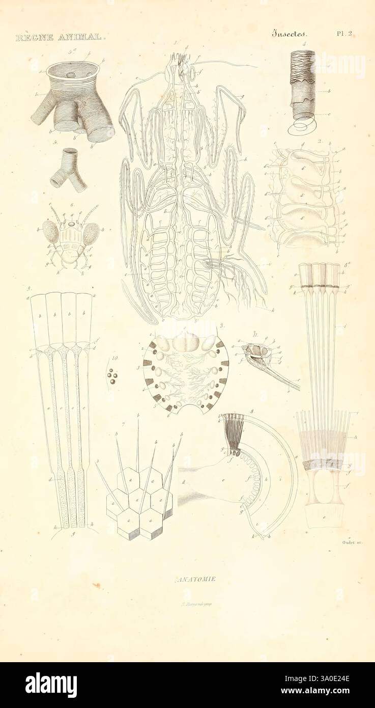 Labeled diagrams of skeletal components hi-res stock photography and ...