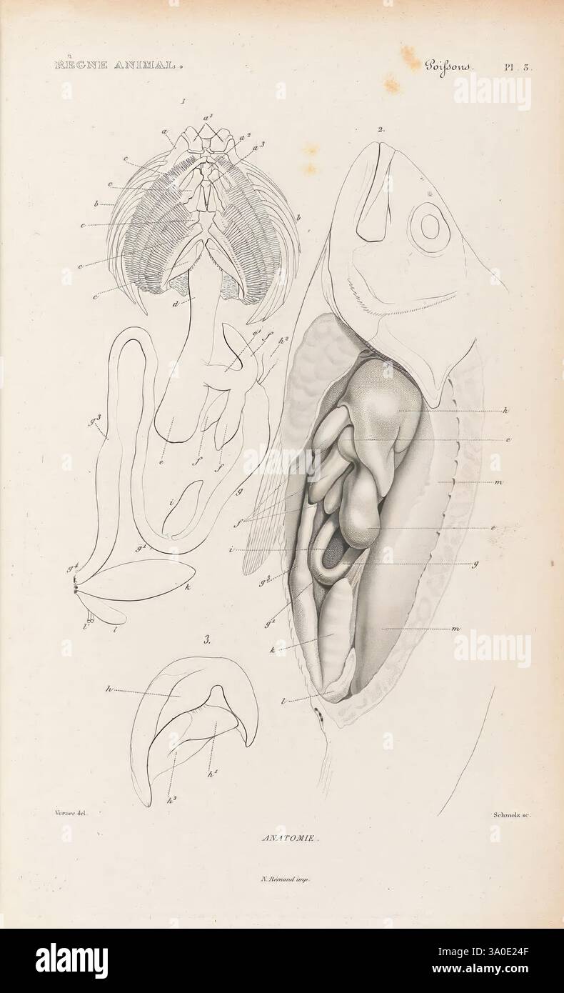 Fishs skeletal components hi-res stock photography and images - Alamy