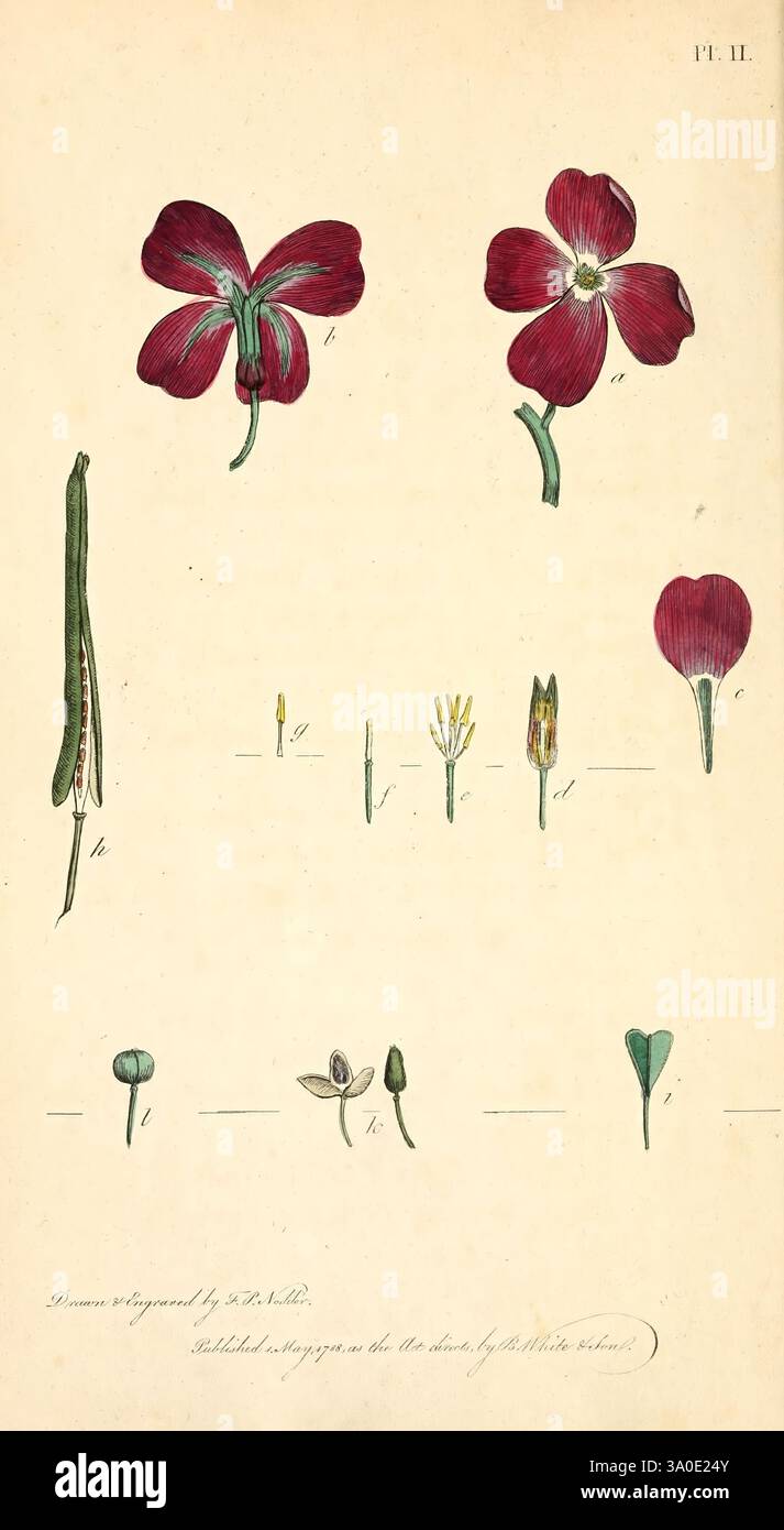 Thirty-eight plates, with explanations London, J. White, 1799., A ...