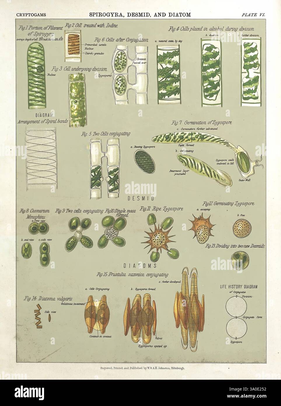 The botanical atlas New York The Century Co. 1883 botany cryptogams ...