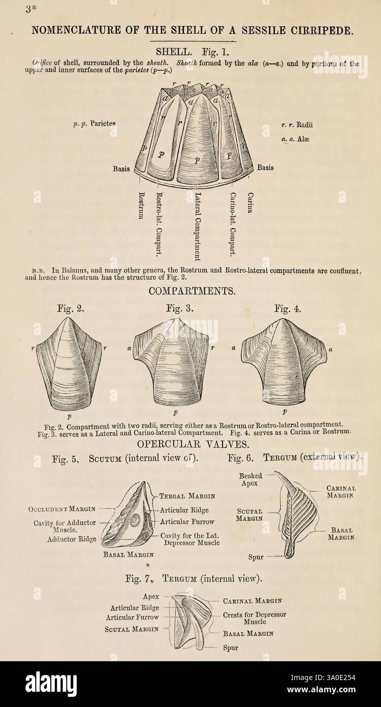 Opercular valves hi-res stock photography and images - Alamy