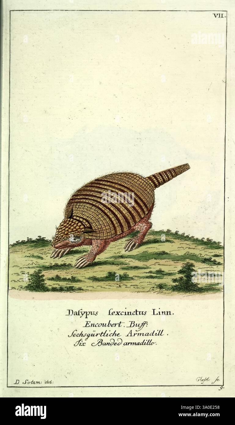 Armadillos characteristic features hi-res stock photography and images ...