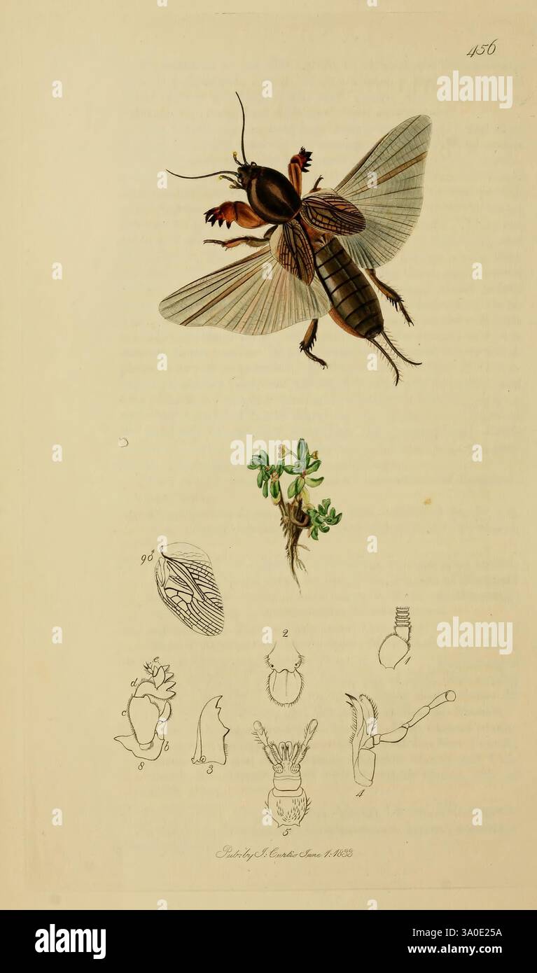 Detailed views of various anatomical features hi-res stock photography ...