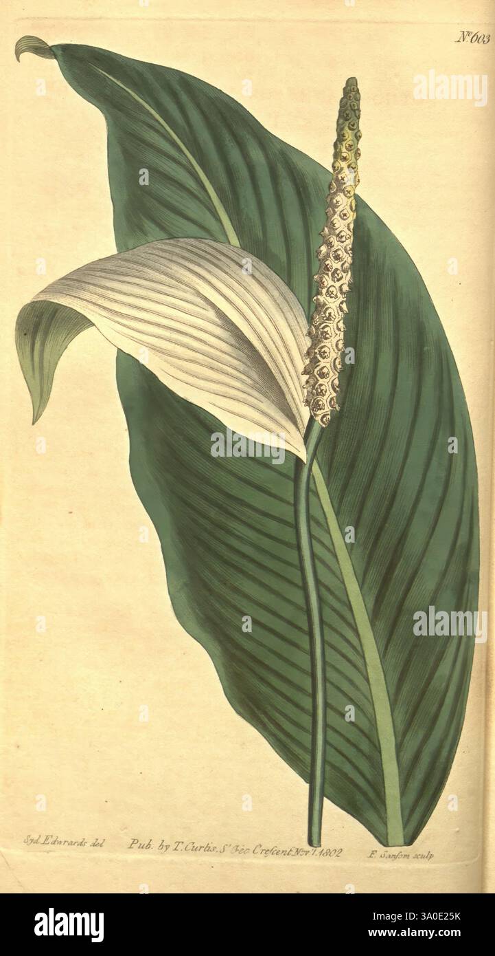 Cream colored spathe hi-res stock photography and images - Alamy