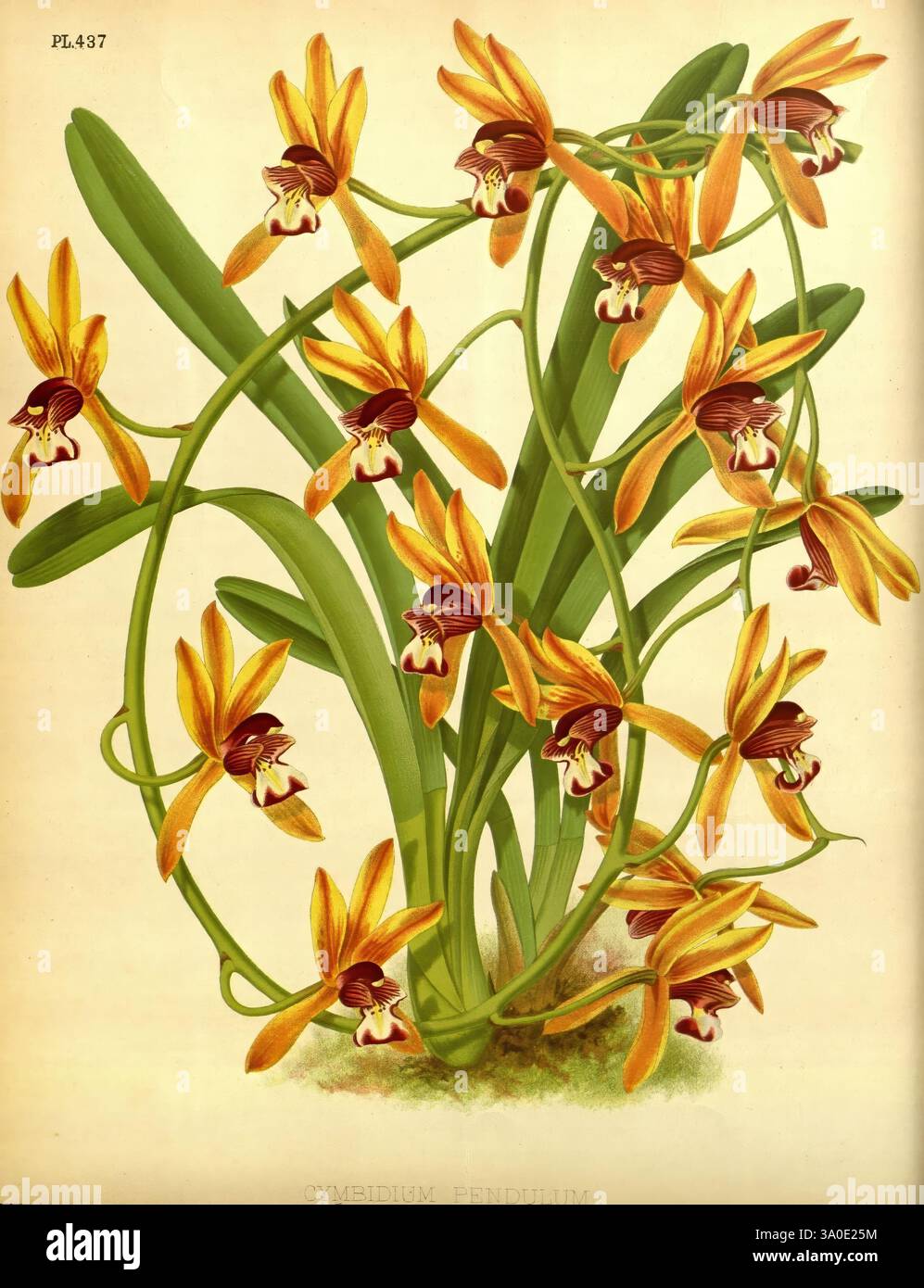 Orchid Album London B. S. Williams 1882-97 Orchidaceae Periodicals ...