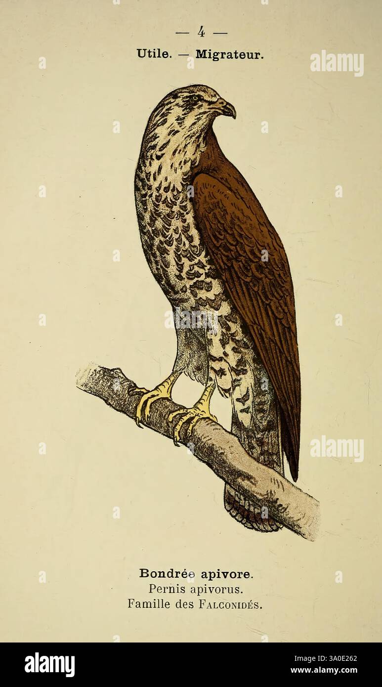 Family of falconids hi-res stock photography and images - Alamy