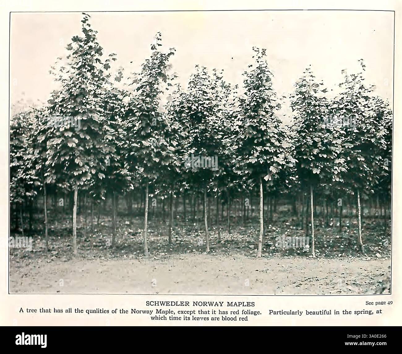 Schwedler norway maples showcases hi-res stock photography and images ...