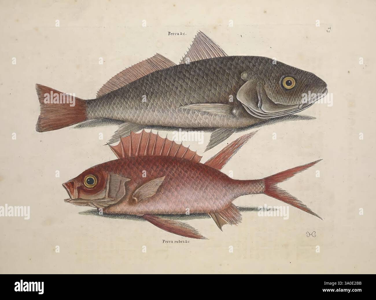 Perca marina pinnadorsi divisa hi-res stock photography and images - Alamy