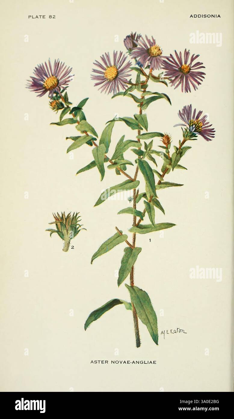 New england aster displays hi-res stock photography and images - Alamy