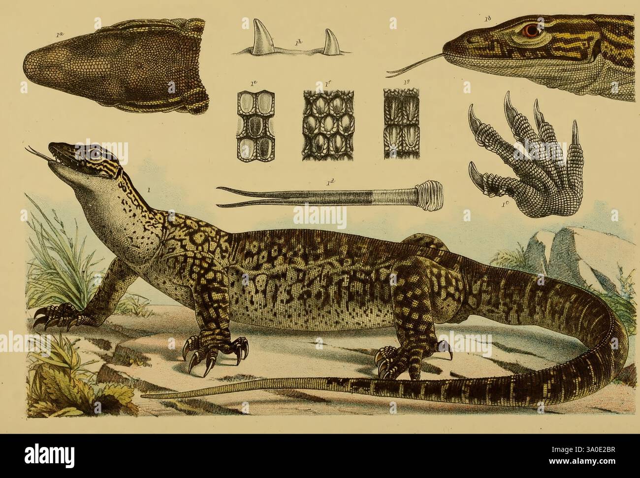 Natural history of Victoria Melbourne J. Ferres government printer 1885 ...