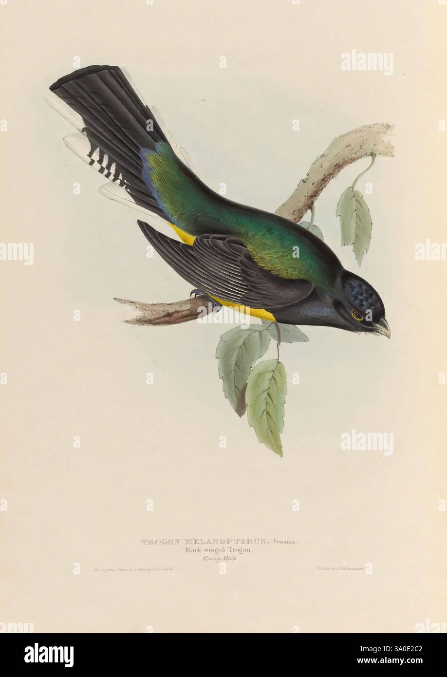 Trogons in art hi-res stock photography and images - Alamy