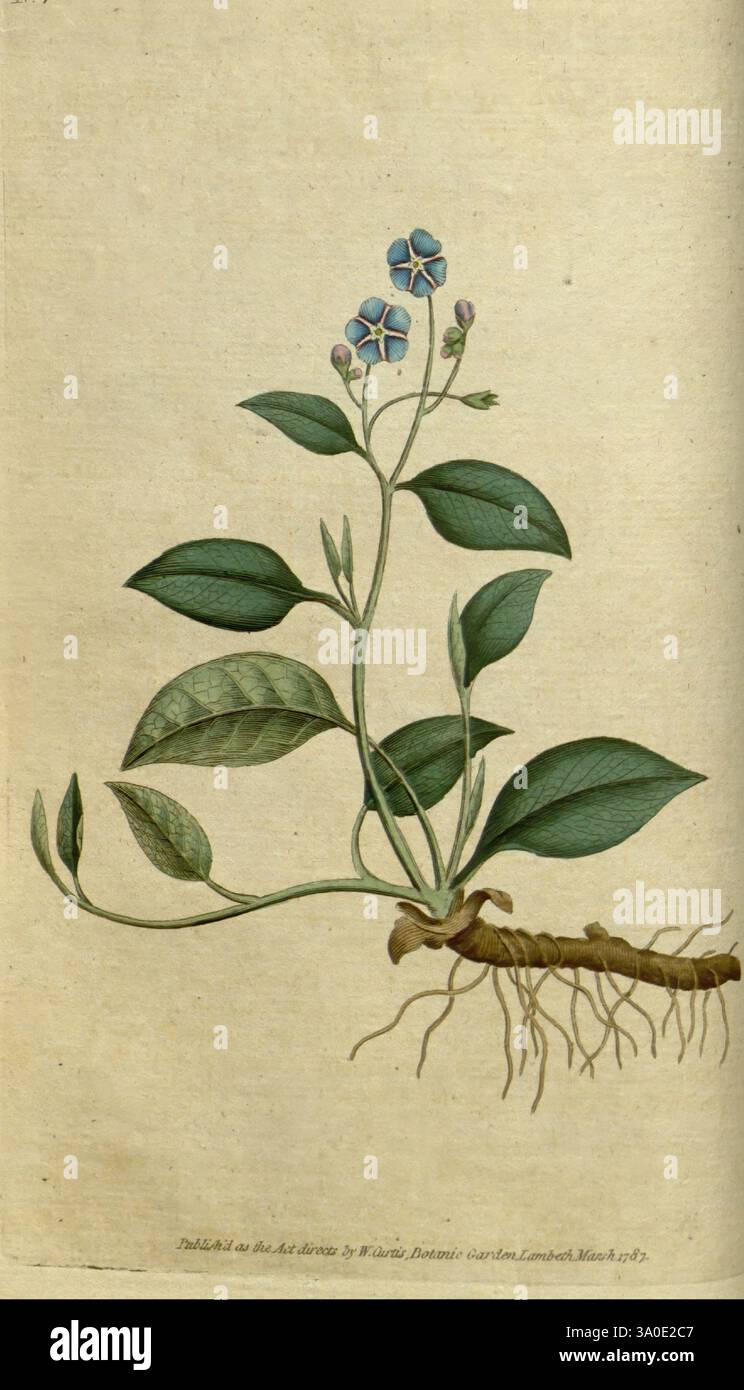 Clusters of diminutive blue flowers hi-res stock photography and images ...