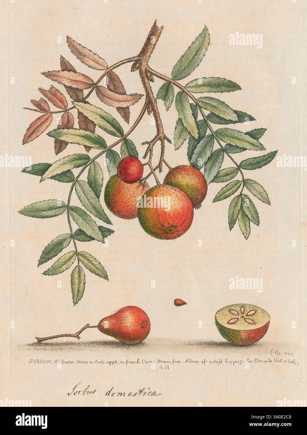 Gleanings of natural history, exhibiting figures of quadrupeds, birds ...