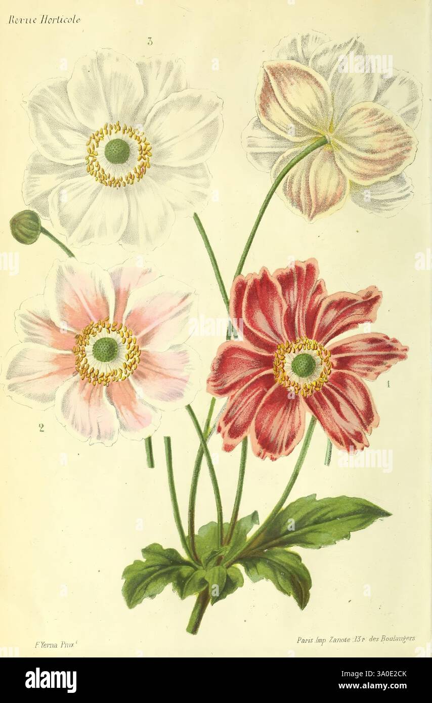 Three varieties of anemone flowers hi-res stock photography and images ...