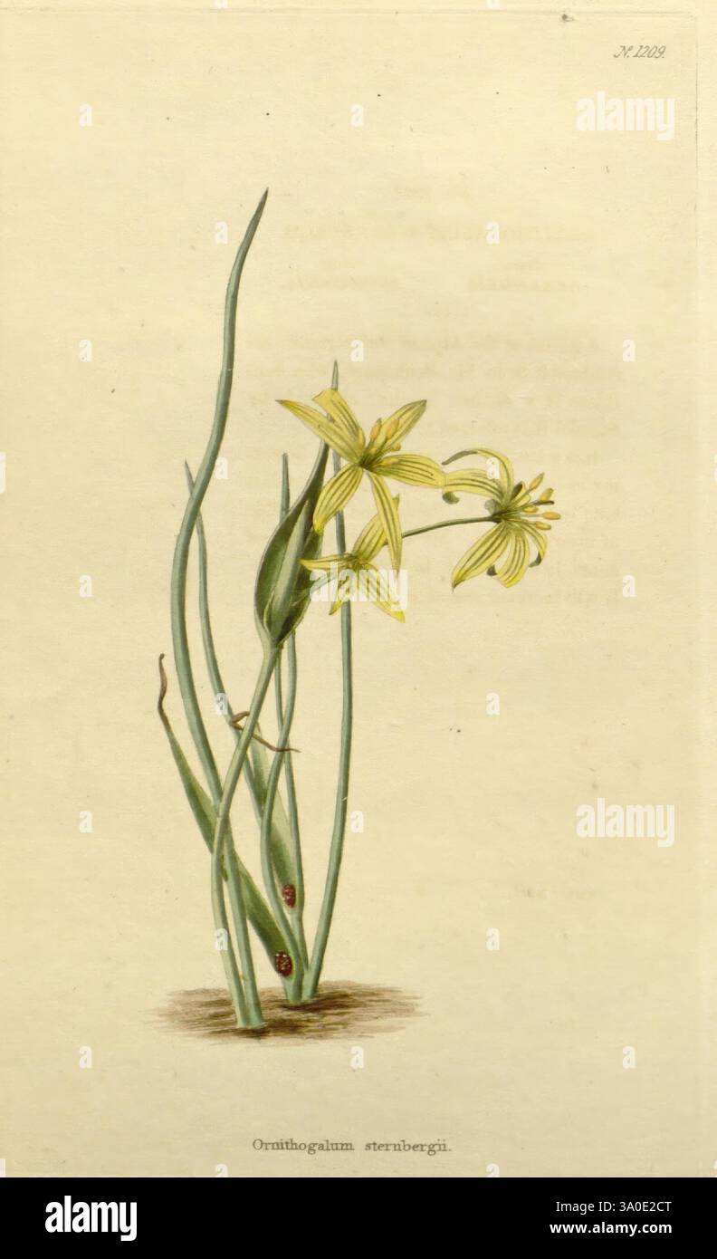 Delicate illustration of slender green shoots hi-res stock photography ...