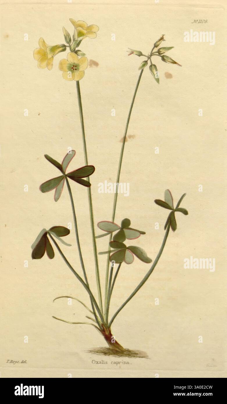 The botanical cabinet London, John & Arthur Arch, 1817-1833, A delicate ...