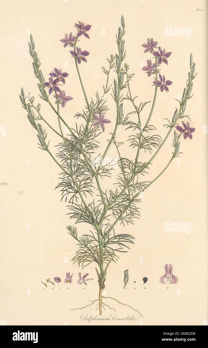 Delphinium conoblium plant hi-res stock photography and images - Alamy
