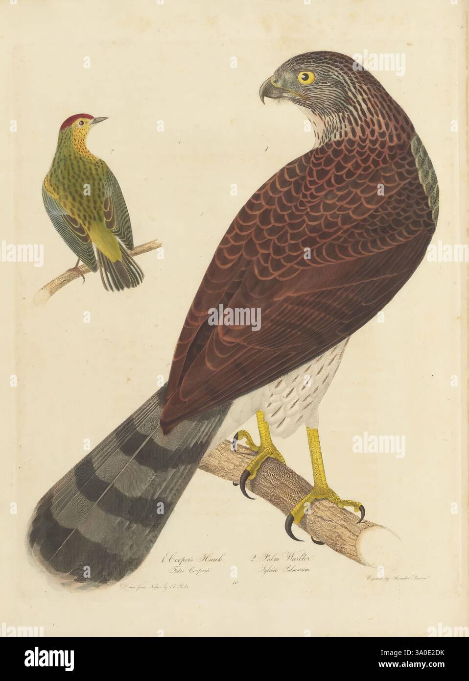 Strong posture convey hi-res stock photography and images - Alamy