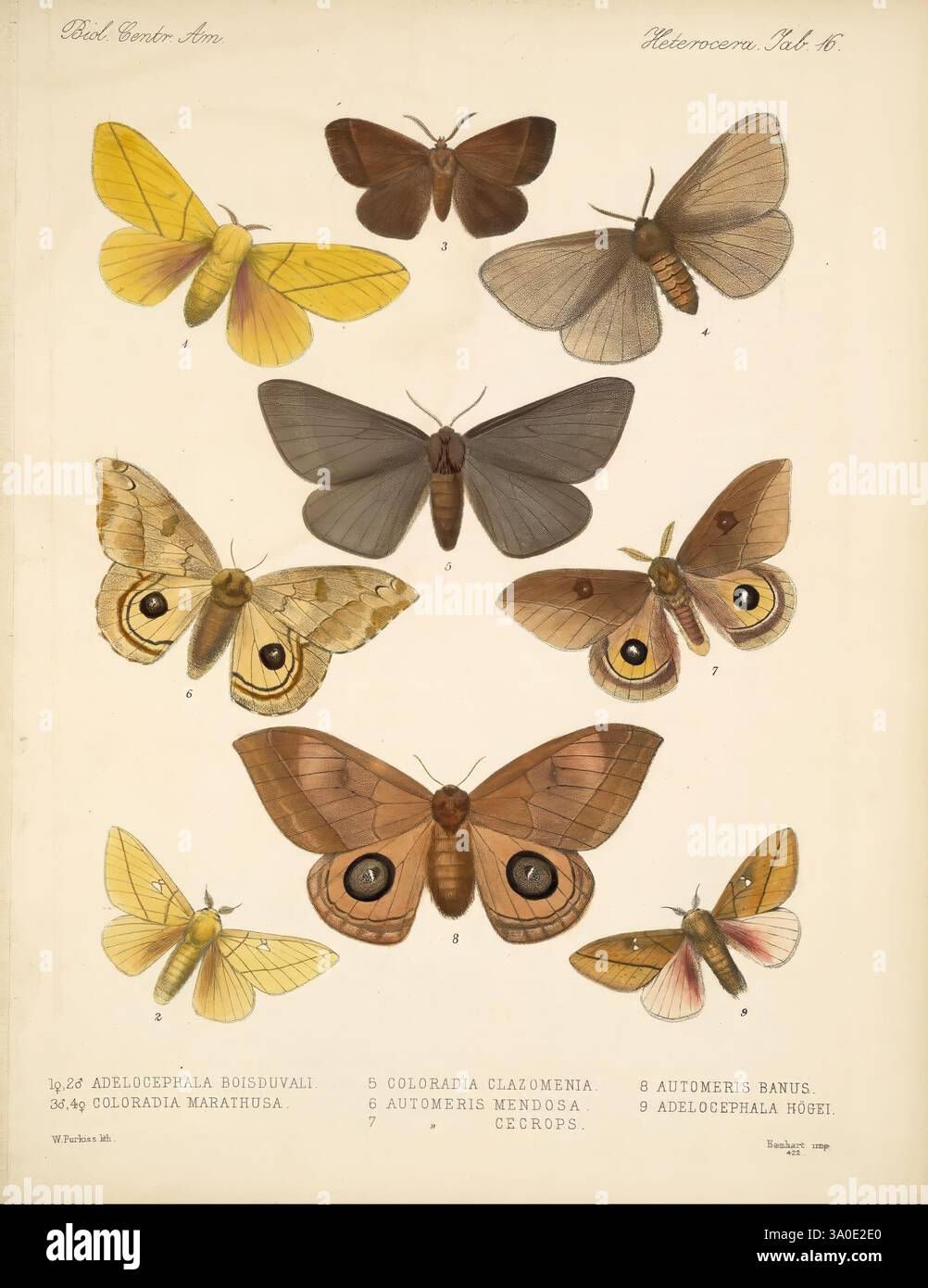 Travel scientific expeditions zoology 16 insect lepidoptera hi-res ...