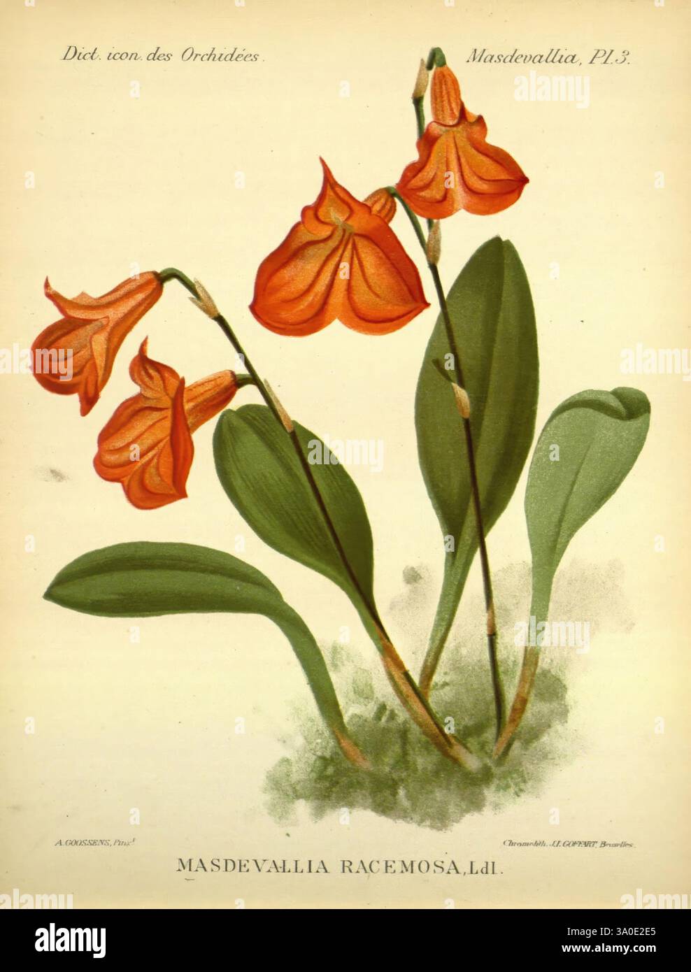 Three elegant masdevallia racemosa orchids hi-res stock photography and ...