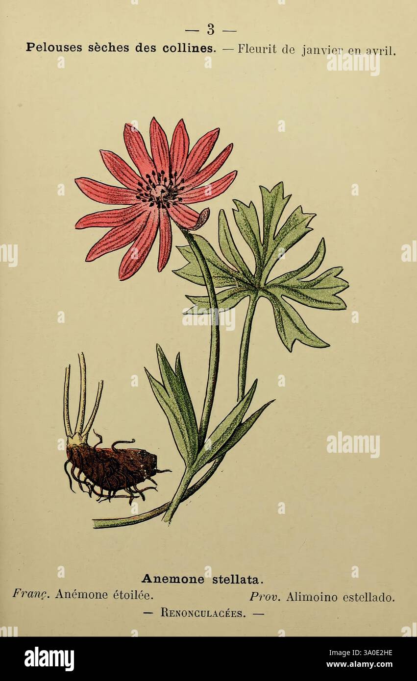 Flore, coloriée, de, poche, du, littoral, méditerranéen, de, Gênes, à ...