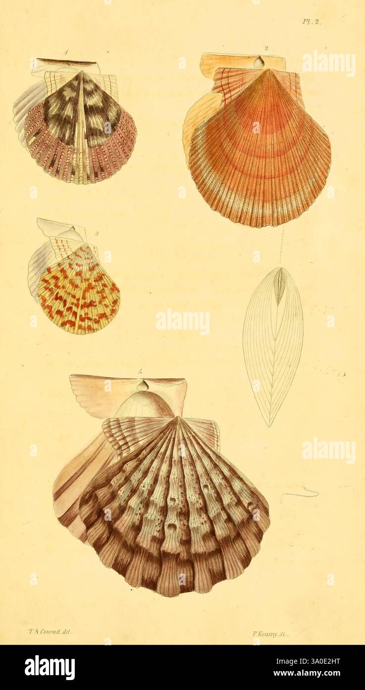 American Marine Conchology Philadelphia Printed for the author 1831 ...