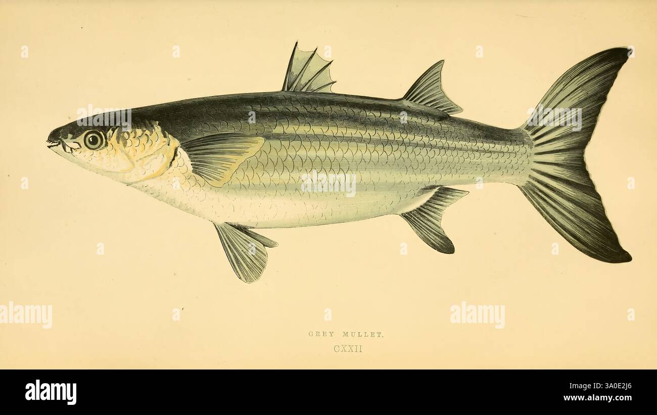 A history of the fishes of the British Islands, 1862-65, Great Britain ...