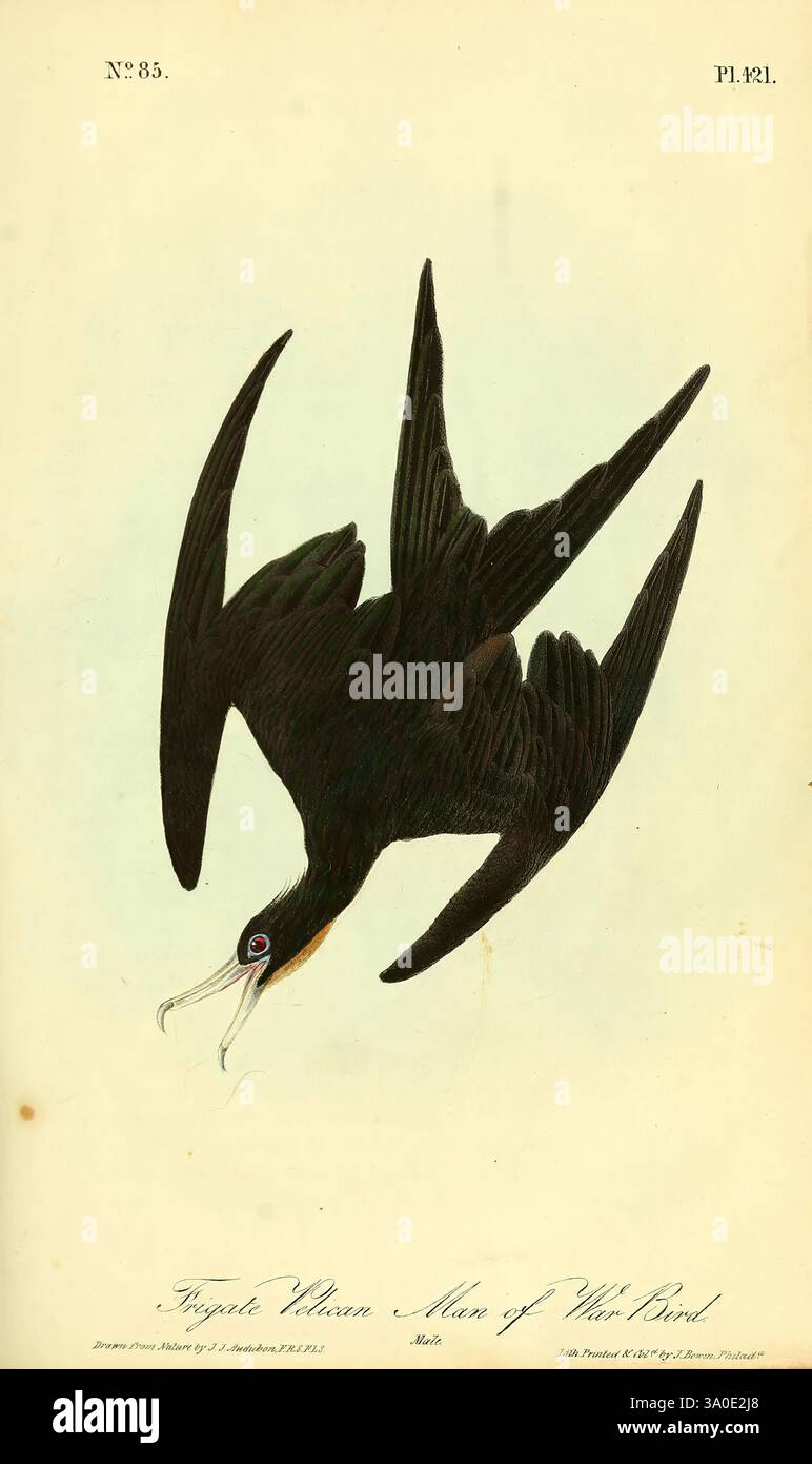 Soaring bird depicted hi-res stock photography and images - Alamy