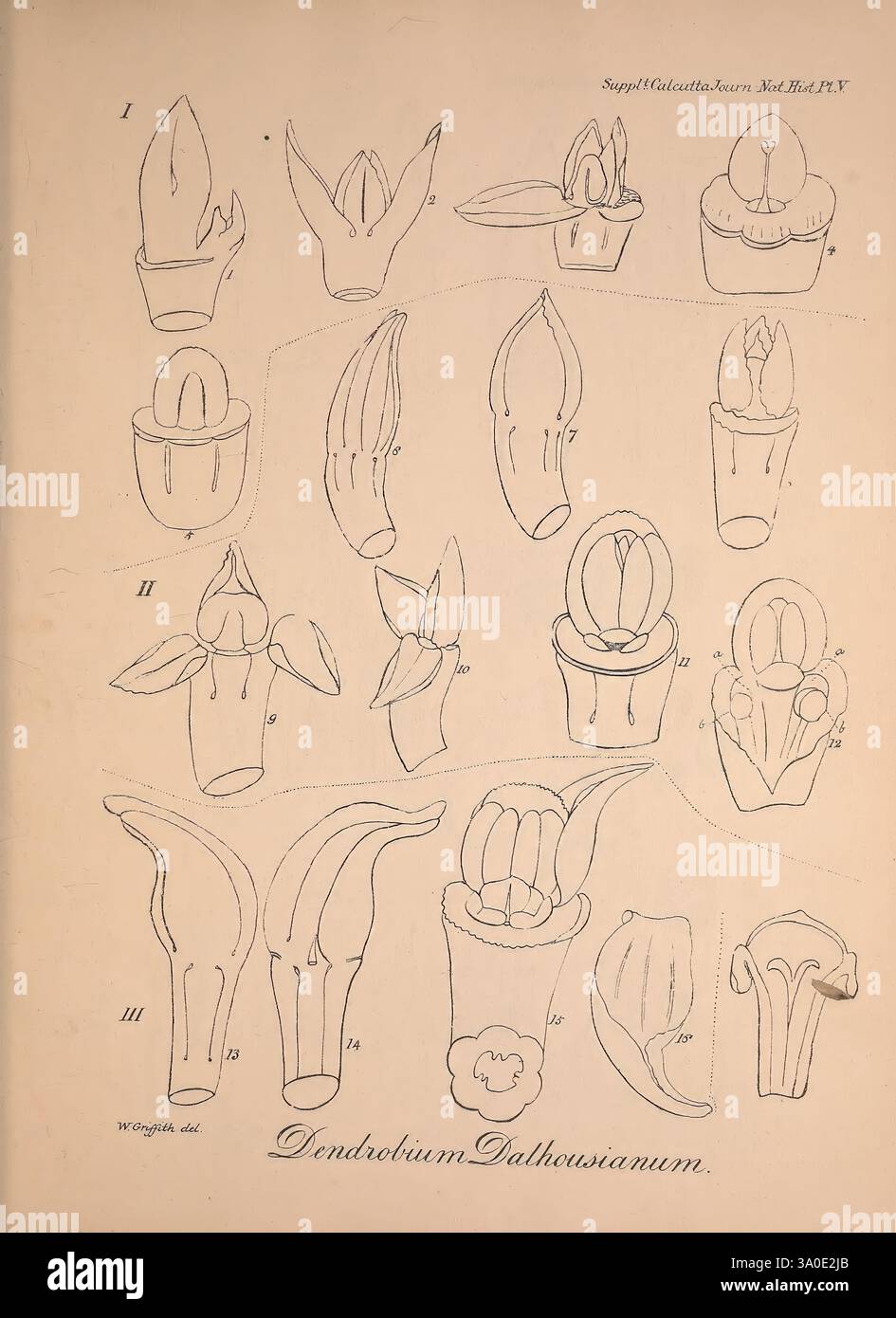 Drawing showcases different flower structures hi-res stock photography ...
