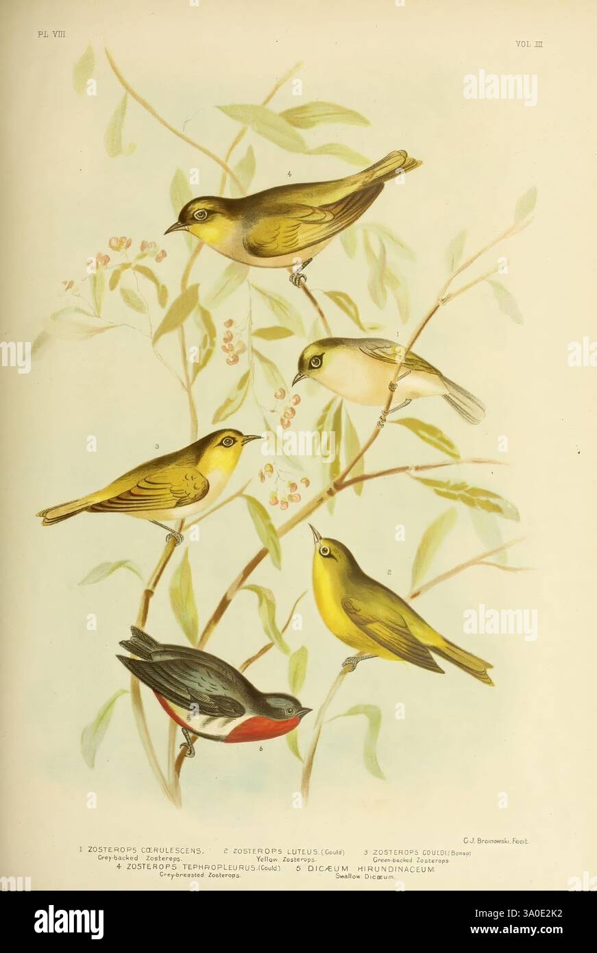The birds of Australia, Melbourne C. Stuart & co, 1890-91, birds ...