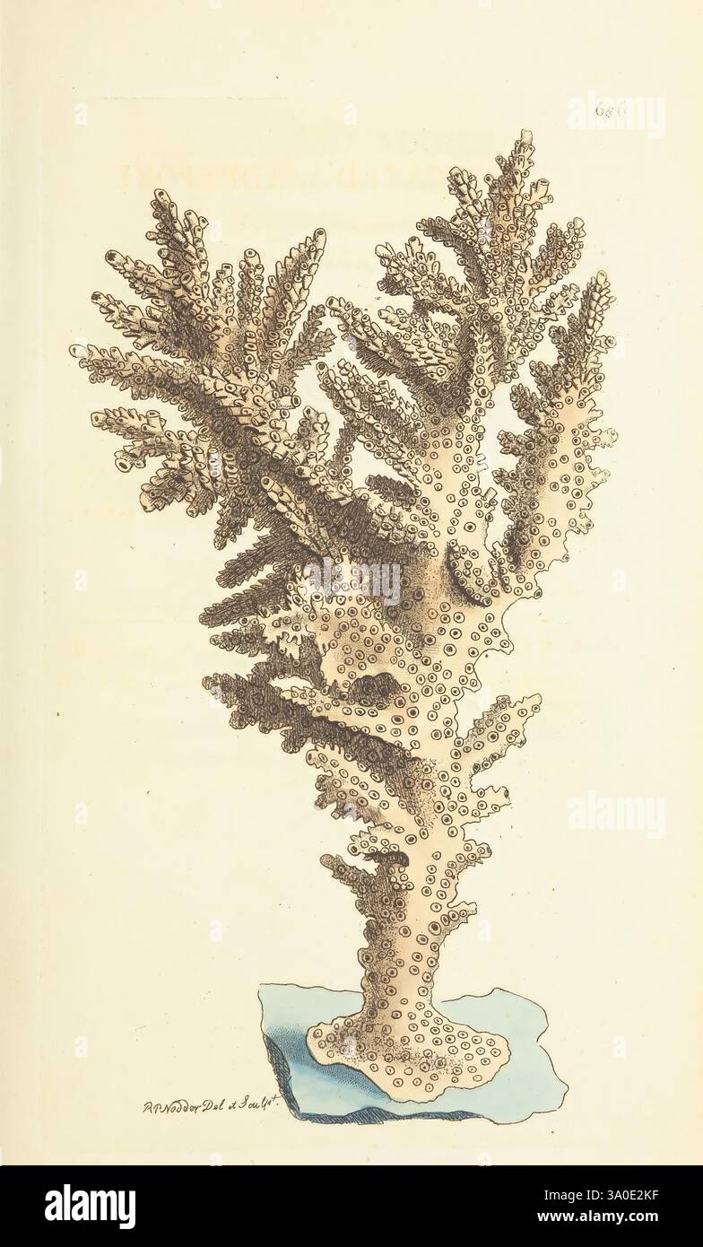 Branching formations of coral hi-res stock photography and images - Alamy