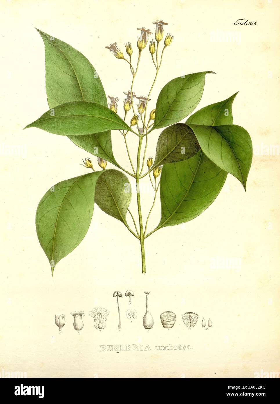 Various forms of botanical structures hi-res stock photography and ...