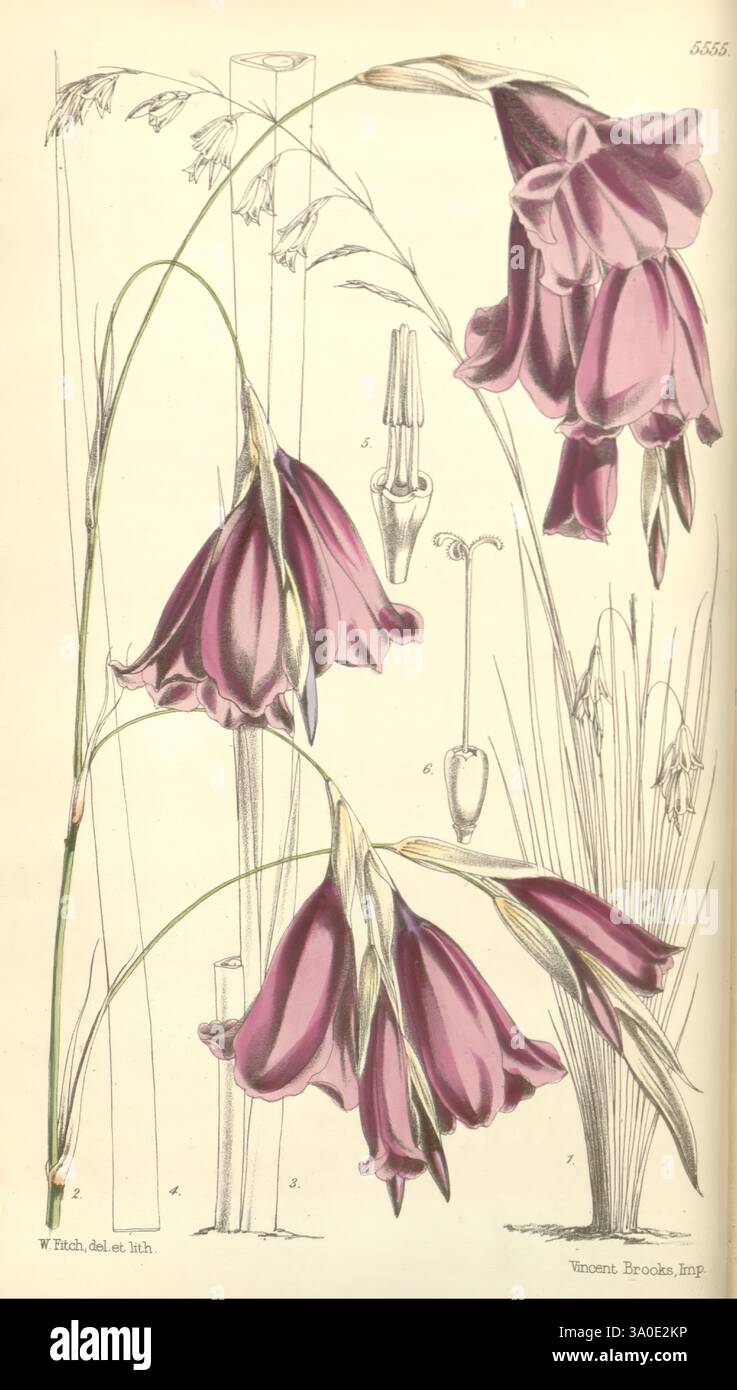 Curtis's Botanical Magazine, London, New York, botanical illustration ...