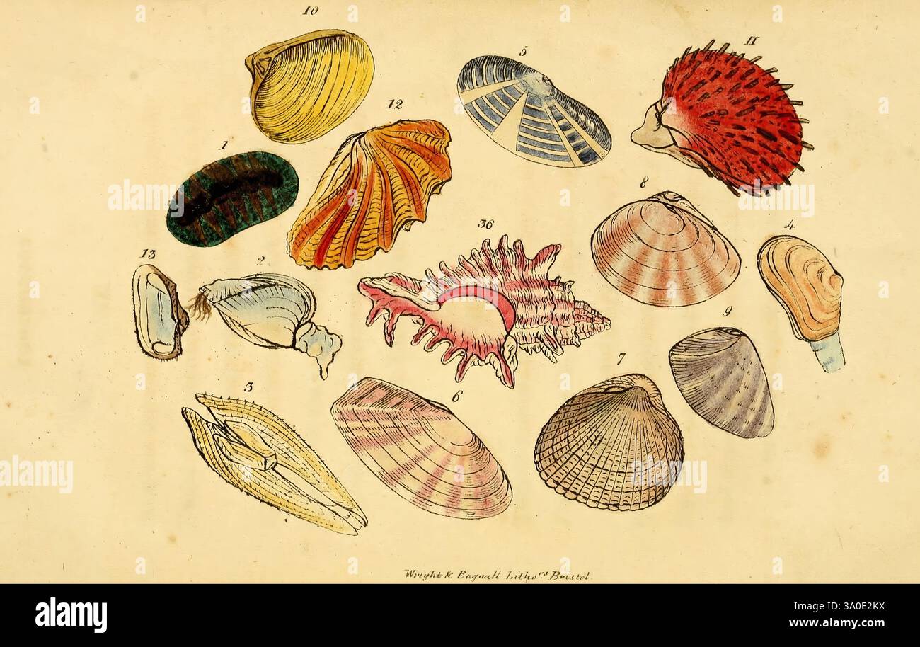 Poems on conchology and botany, Bristol, Simpkin & Marshall, 1831 ...