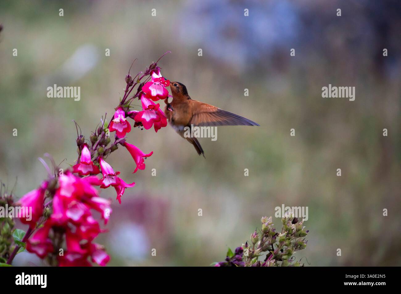 Colibrí Paramuno, Shining Sunbeam, Aglaeactis cupripennis The Páramo ...