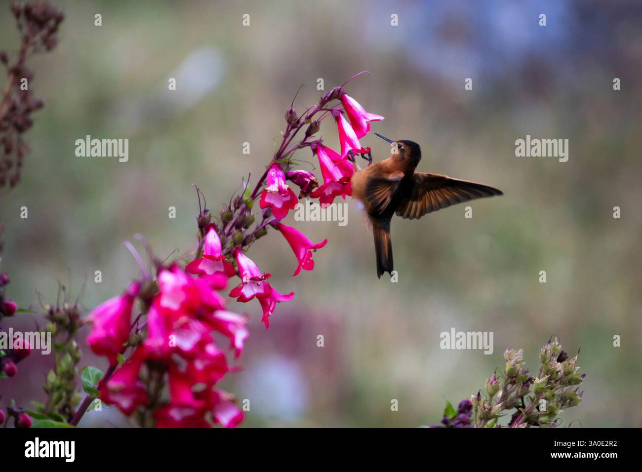 Colibrí Paramuno, Shining Sunbeam, Aglaeactis cupripennis The Páramo ...