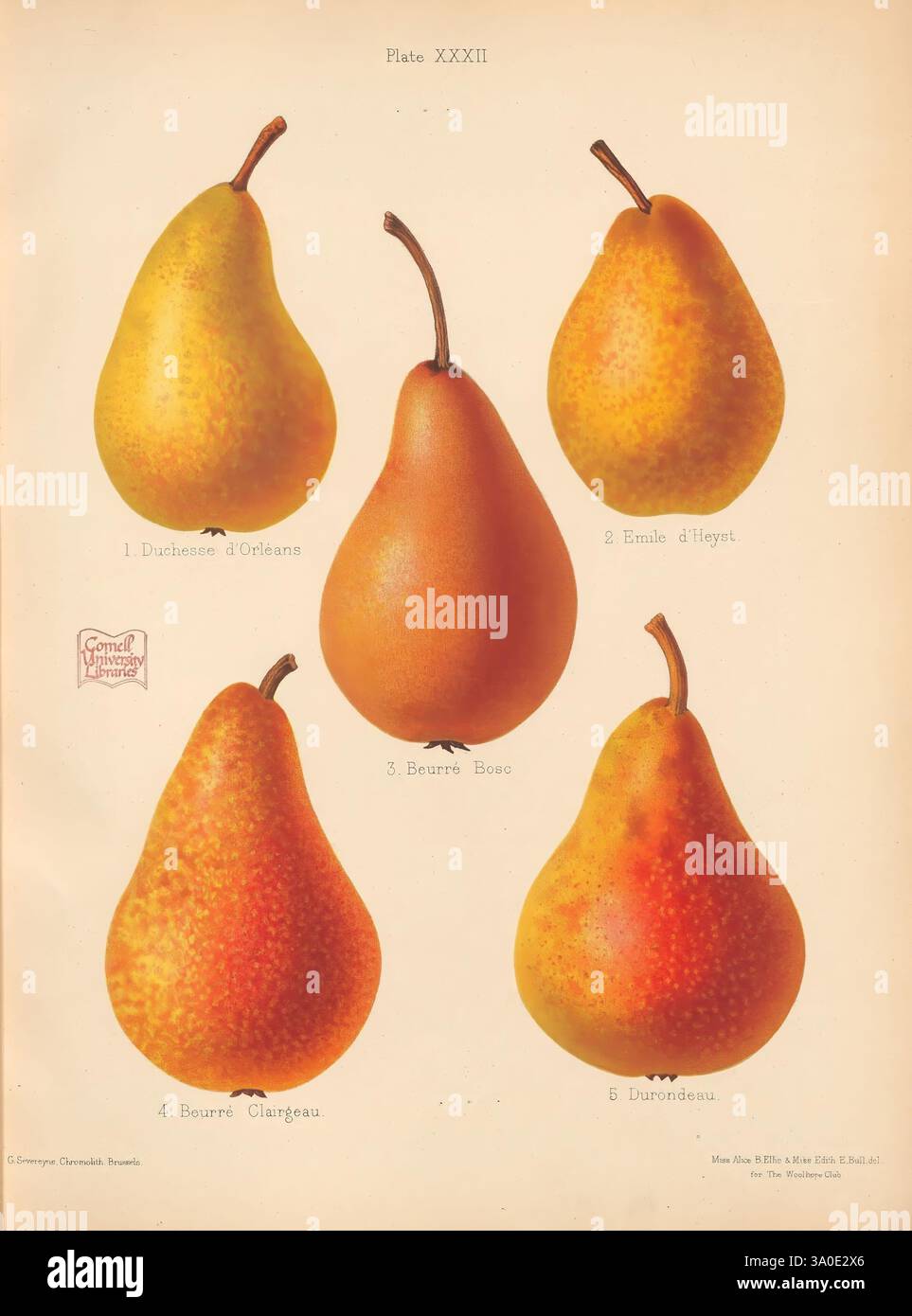 The Herefordshire Pomona, containing coloured figures and descriptions ...