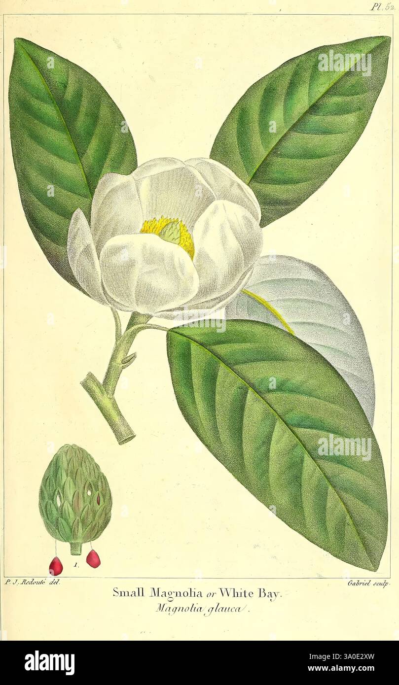 The North American Sylva Philadelphia R.P. Smith 1853 botany North ...