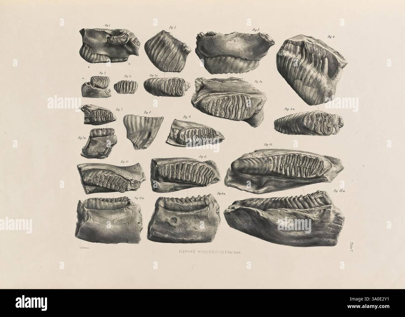 Detailed study of various fossilized shells hi-res stock photography ...