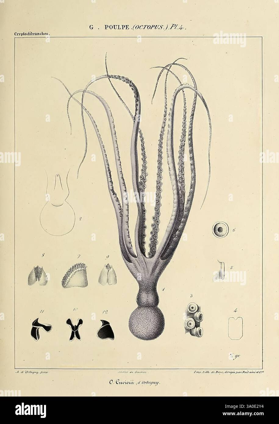 Octopuss complexities hi-res stock photography and images - Alamy