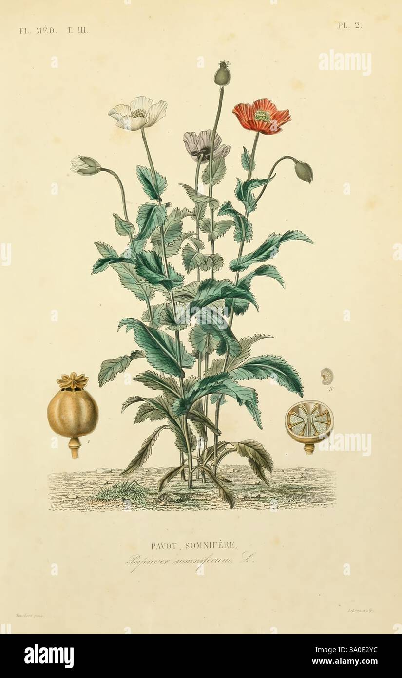 Le Règne végétal, Paris, L. Guérin, 1870-72, biobibliography, botany ...