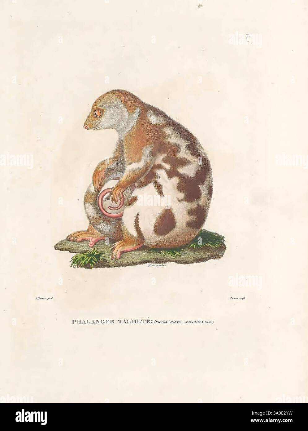 Patches in various shades hi-res stock photography and images - Alamy