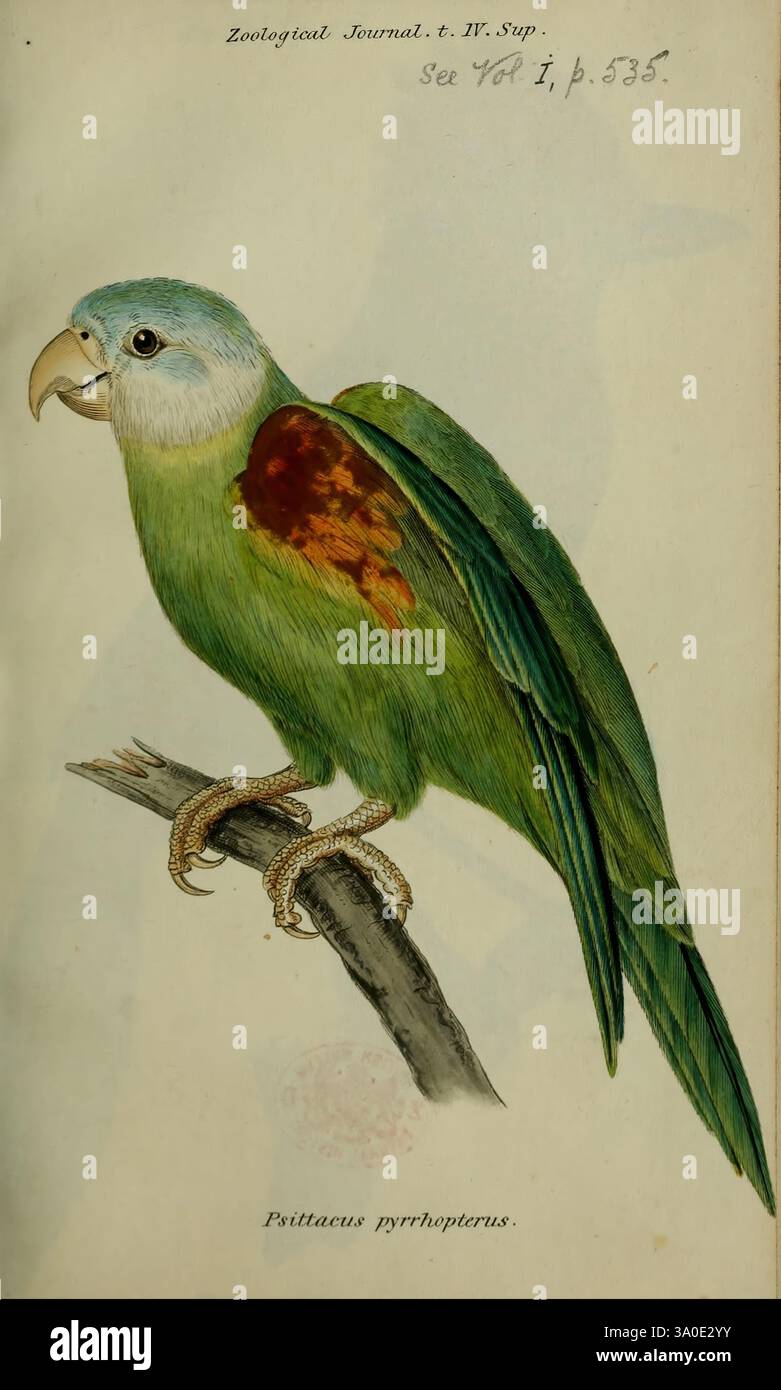 Characteristic of parrots hi-res stock photography and images - Alamy