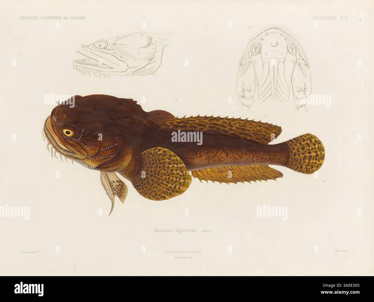 G longfish hi-res stock photography and images - Alamy