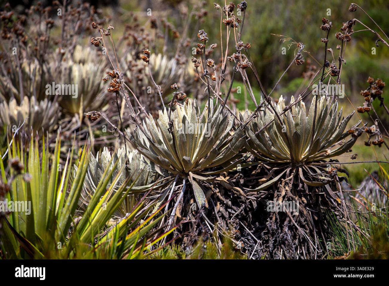 Frailejon. The Laguna de Cacota or Laguna del Cacique is surrounded by ...