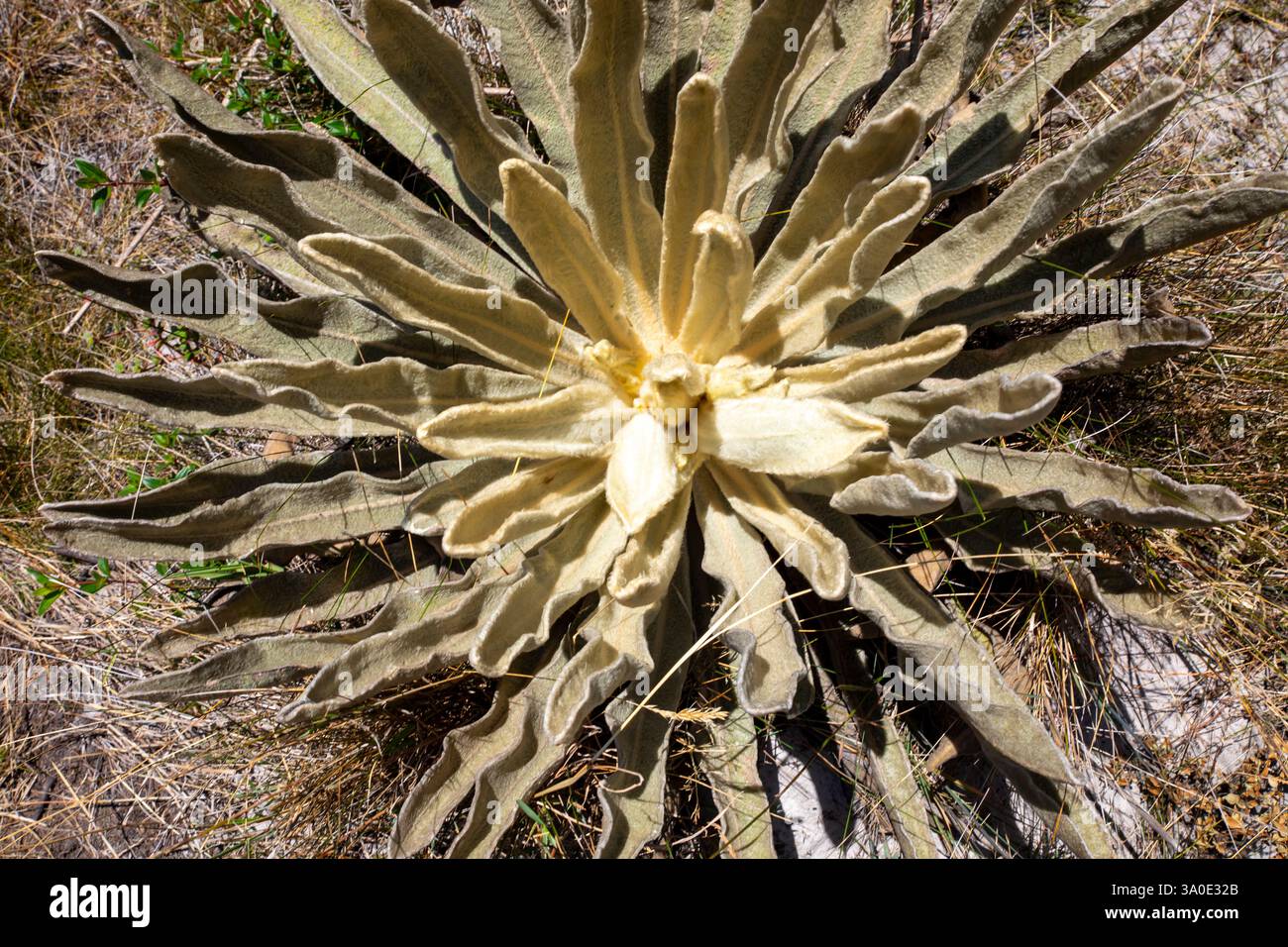 Frailejon. The Laguna de Cacota or Laguna del Cacique is surrounded by ...
