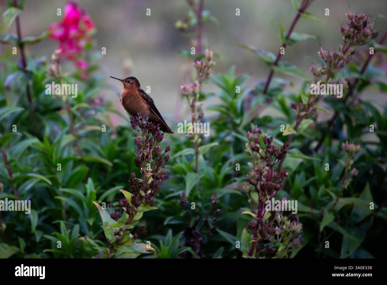 Colibrí Paramuno, Shining Sunbeam, Aglaeactis cupripennis The Páramo ...