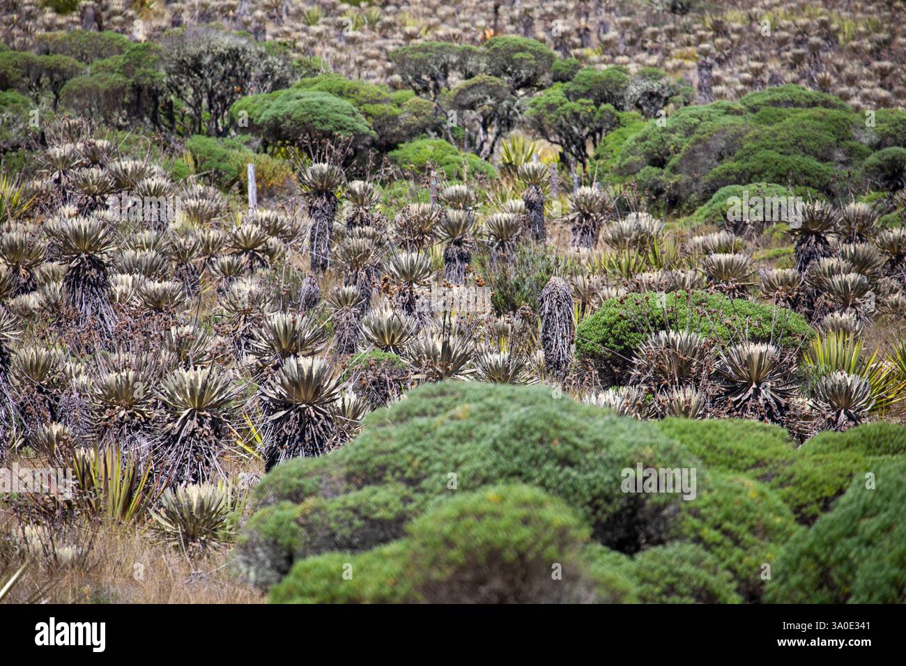 Frailejon. The Laguna de Cacota or Laguna del Cacique is surrounded by ...