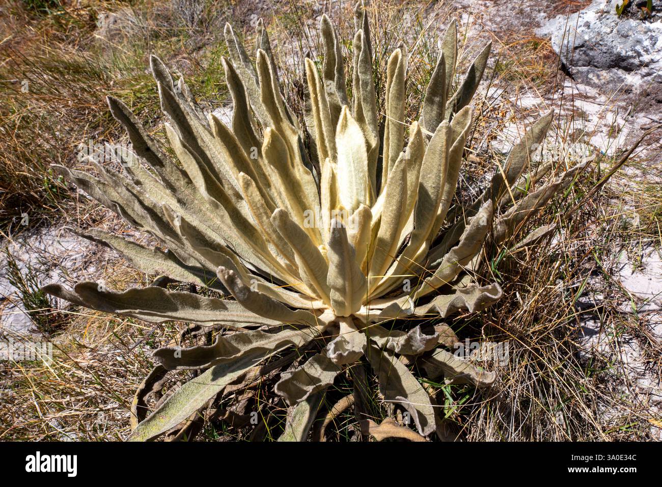 Frailejon. The Laguna de Cacota or Laguna del Cacique is surrounded by ...